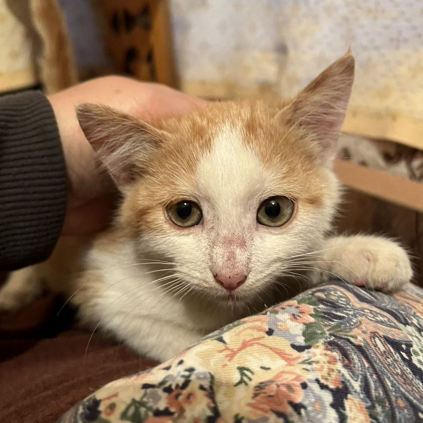 Рыжий котенок