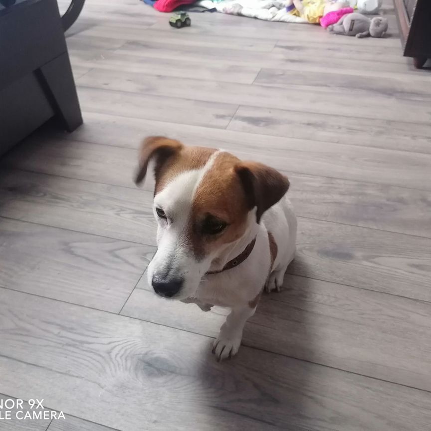 Джек рассел терьер