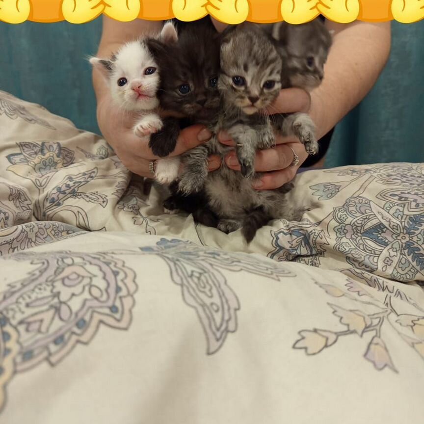 Котята в добрые руки