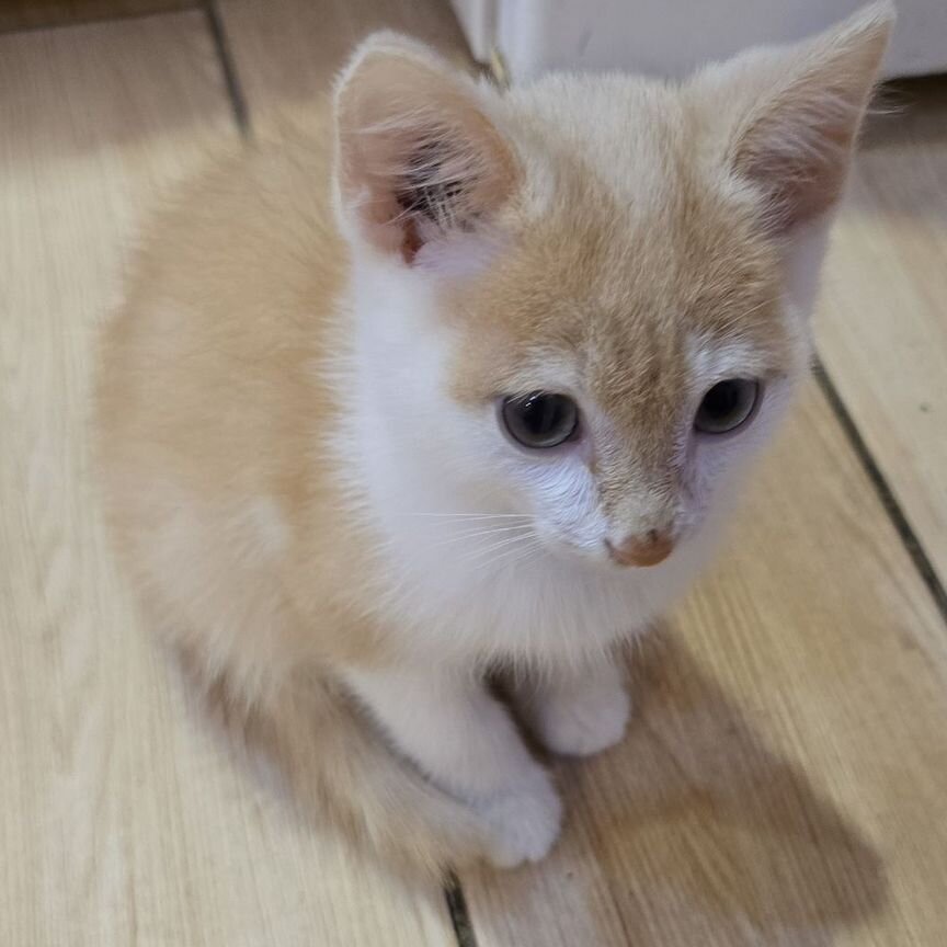 Котёнок в добрые руки