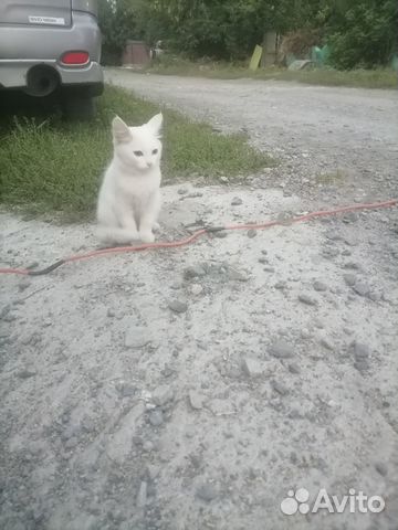 Отдам даром бесплатно