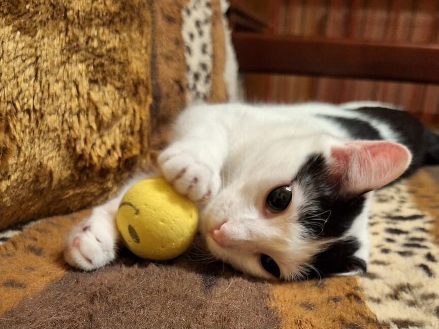 Кошечка Ляля, 8 мес