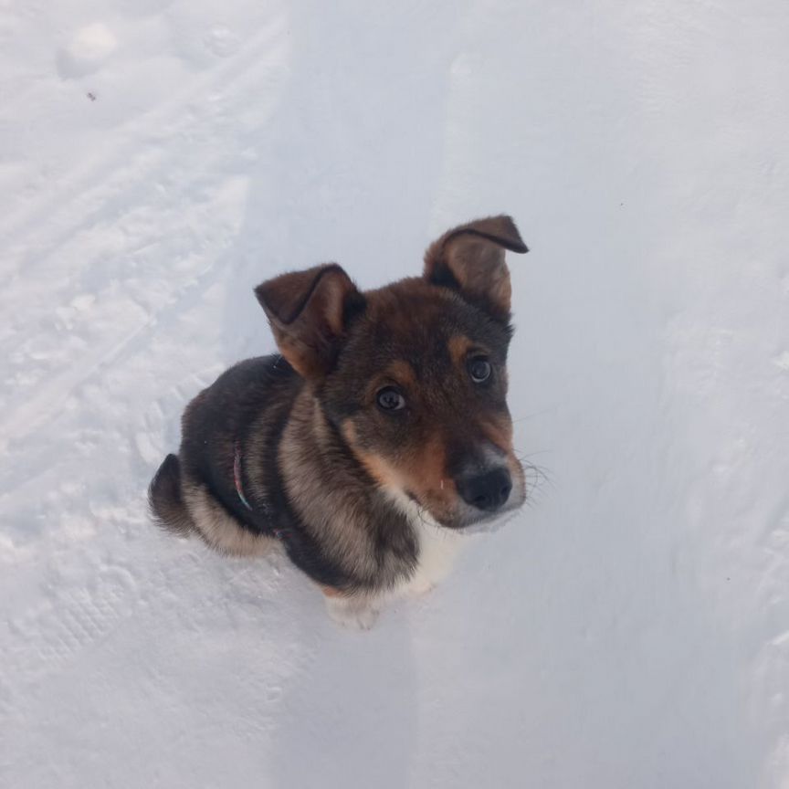 Отдам лучшего умного щенка