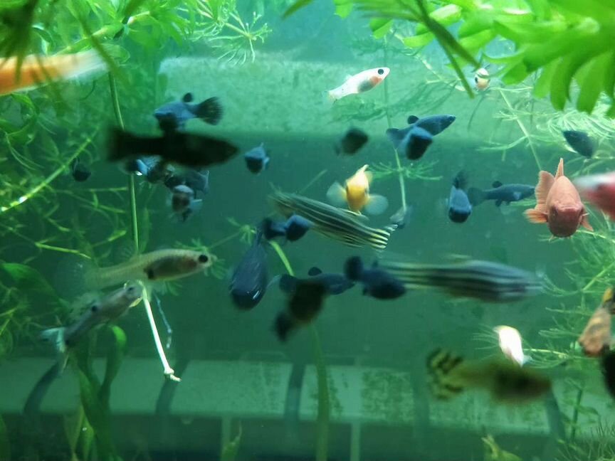 Гуппи. Креветки черри.Улитки.Молли