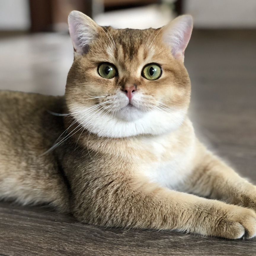 Кот на вязку