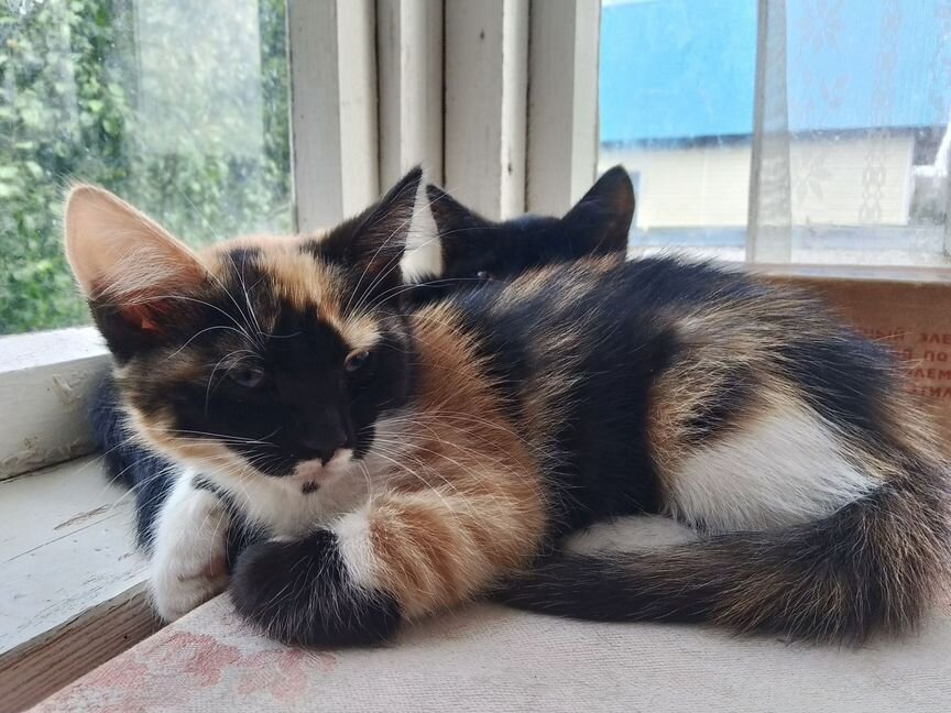 Отдам котят в добрые руки