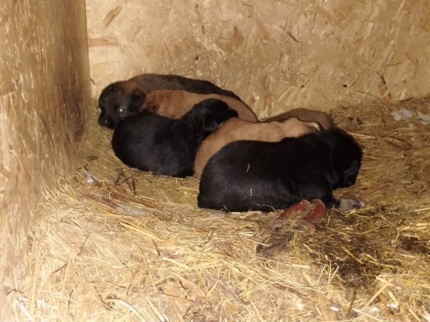 Отдадим щенков