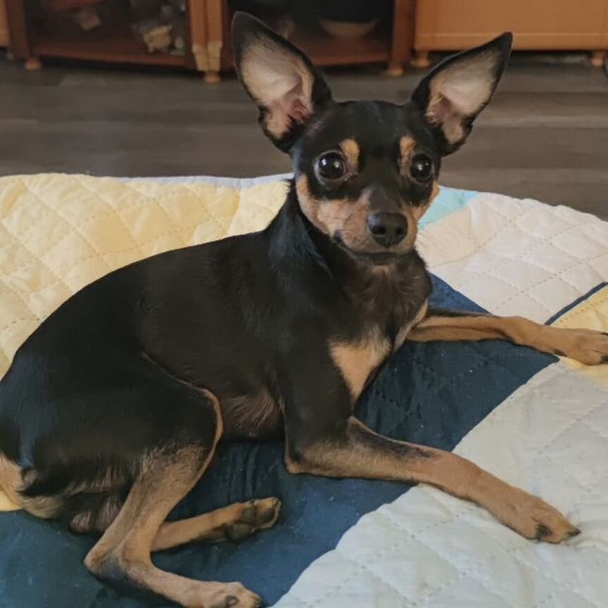 Английский той-терьер, взрослая собака