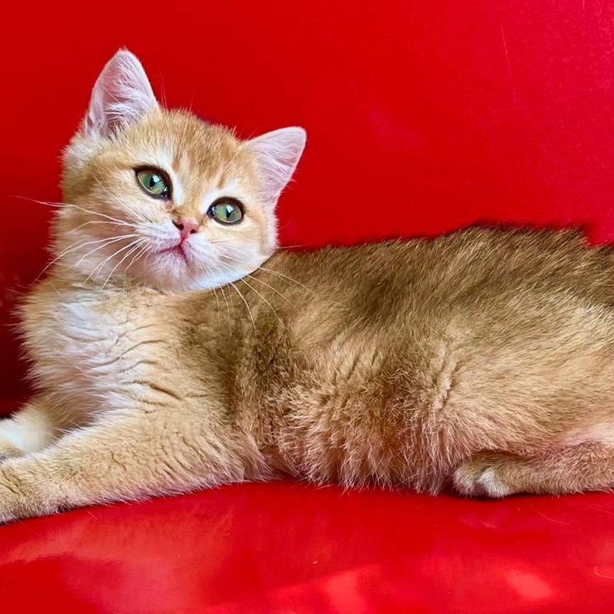 Чистокровная девочка золотого окраса