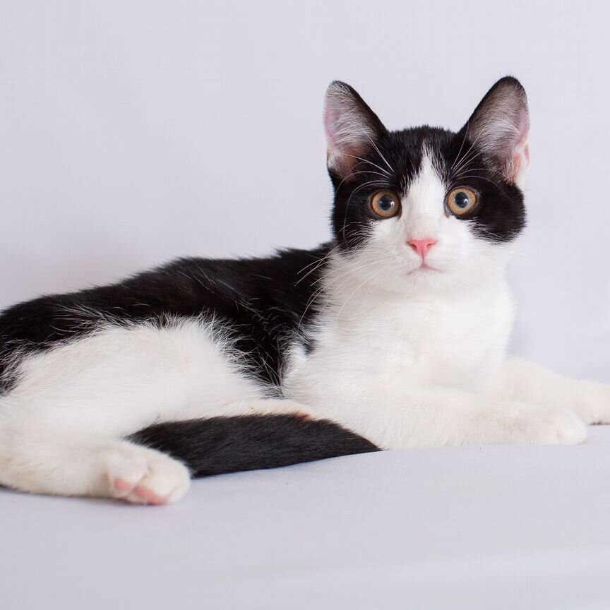 Красавица Шанель 3 месяца