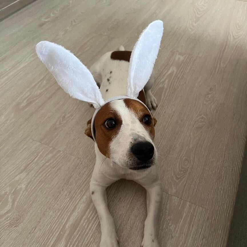 Джек рассел в самые добрые руки