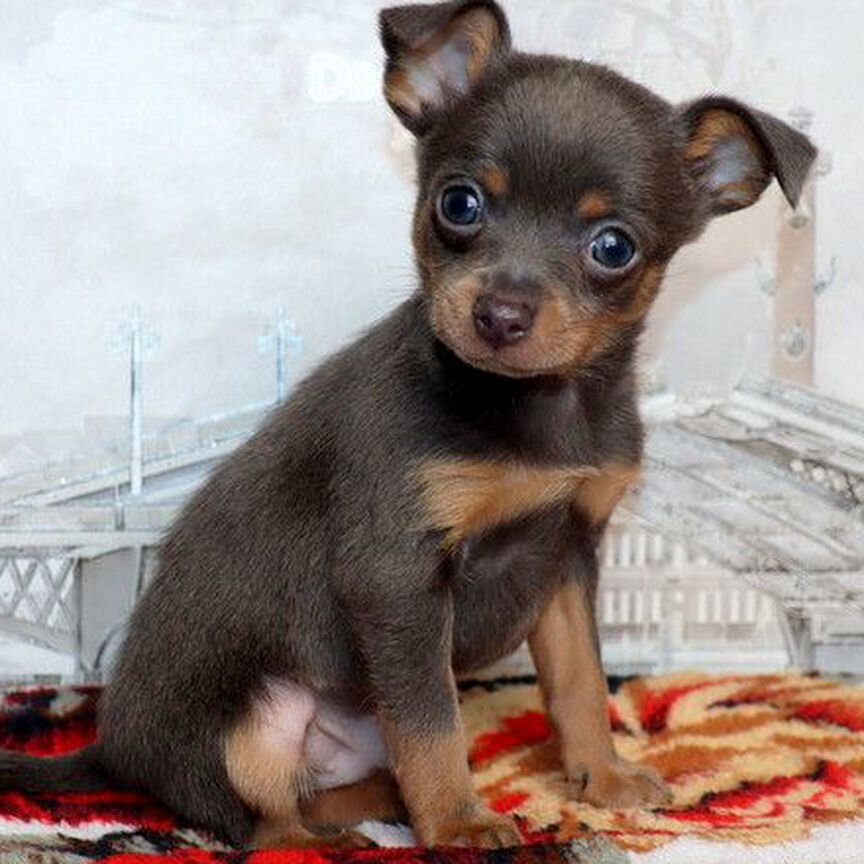 Русский той-терьер, щенок