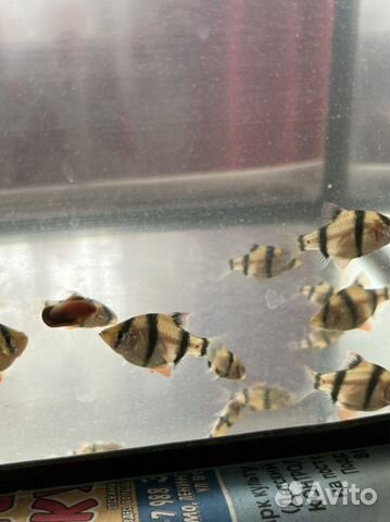 Аквариумные рыбки