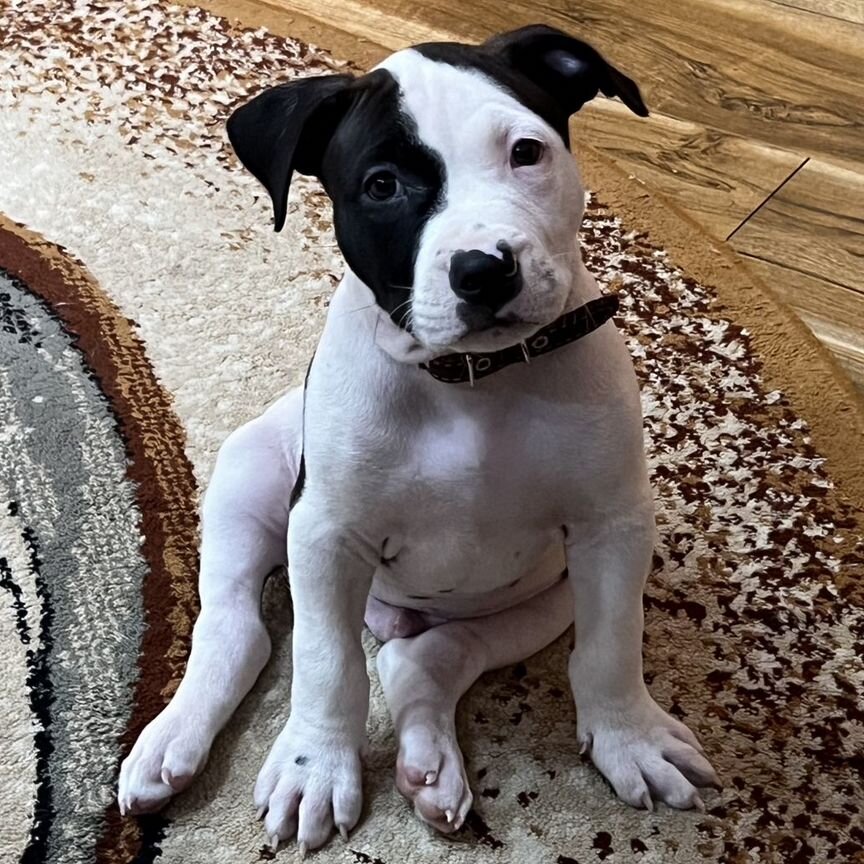 Продаю собаку