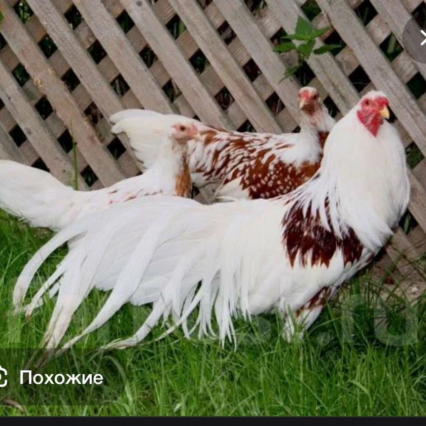 Куры йокогама