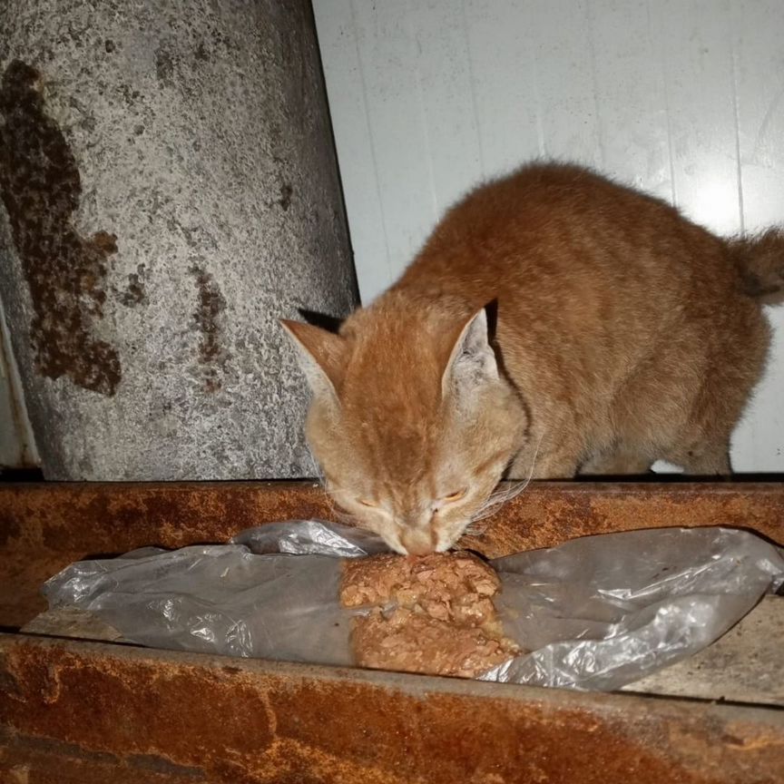 Кошка подросток