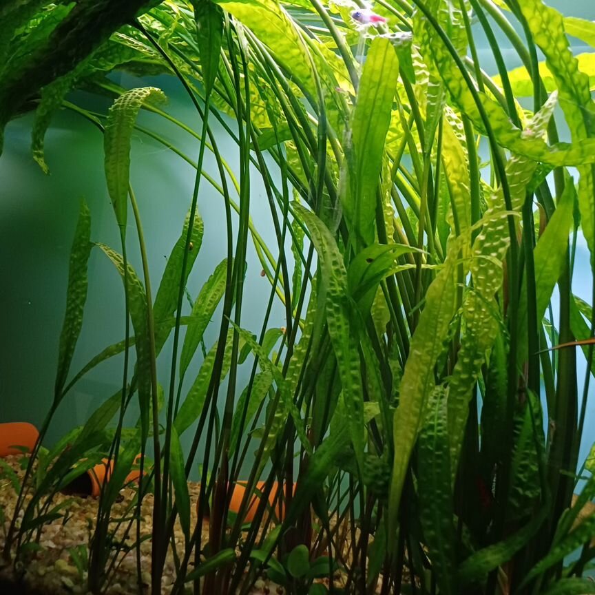 Аквариумные растения