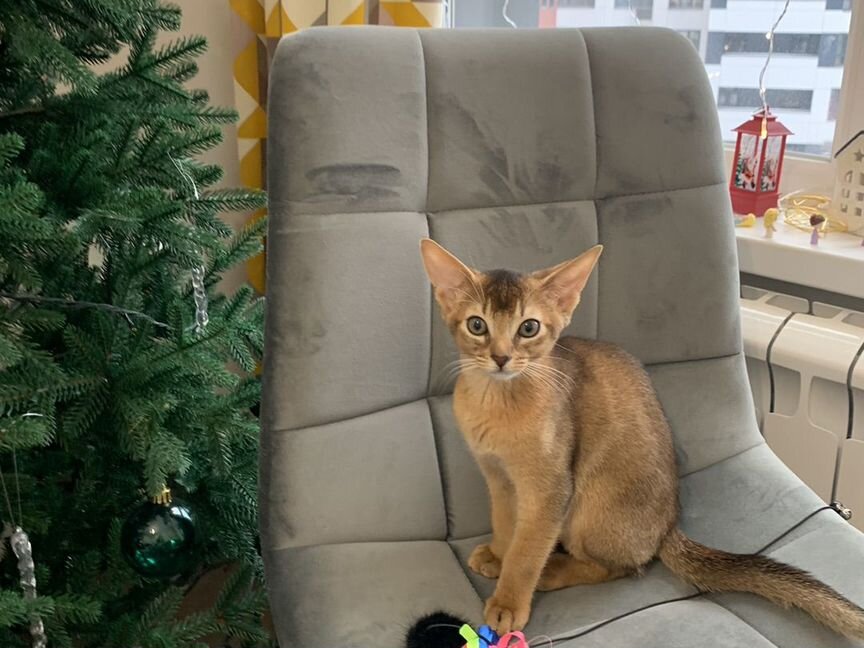 Абиссинский кот
