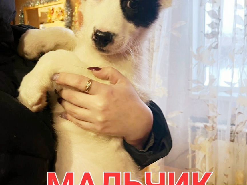 Почему грустит щенок Потому что одинок