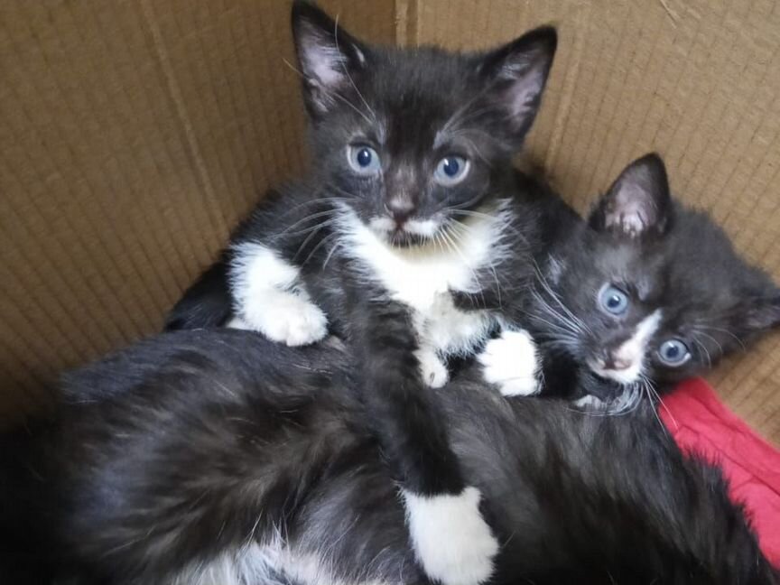 Кошки в добрые руки бесплатно