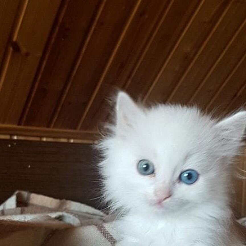 Котята сибирские