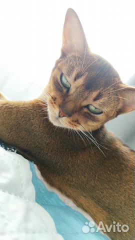 Аббисинский кот
