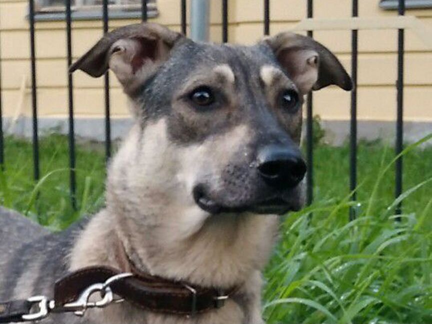 Ника: ласковая собака/приют/бесплатно