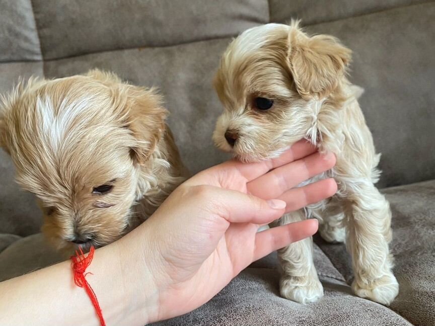 Щенки мальтипу f1 мини