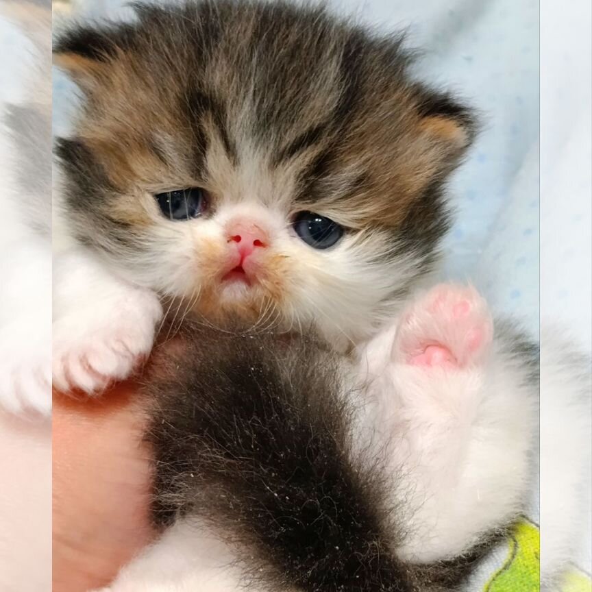 Экзотический короткошёрстный котёнок