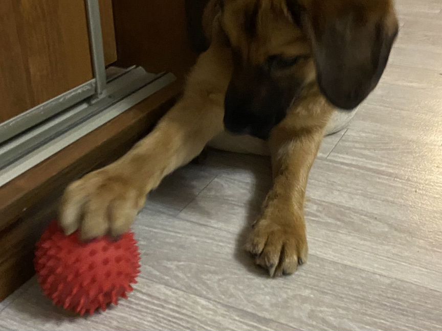 Щенок 8 месяцев в добрые руки