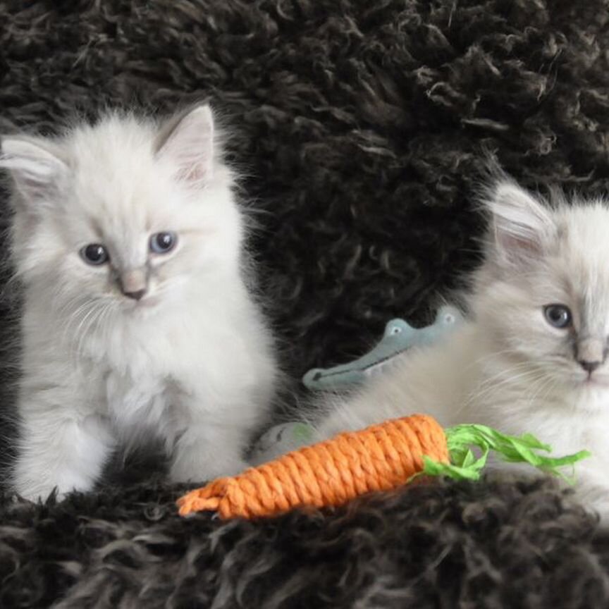 Невские маскарадные котята спб