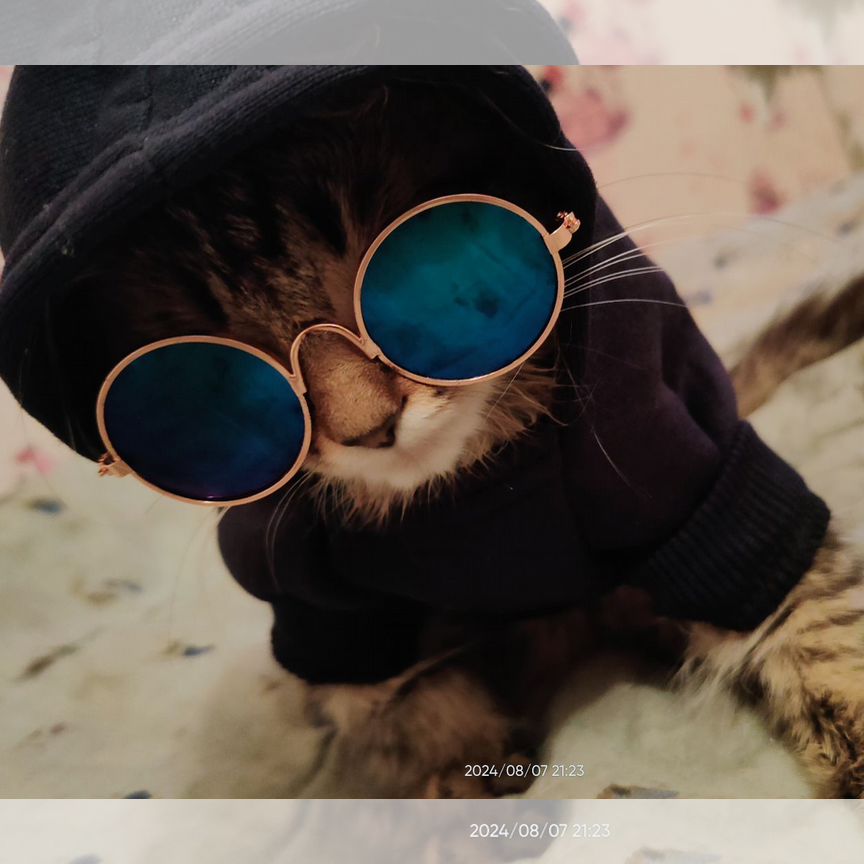 Кофта и очки для котенка(возможно и для кота)