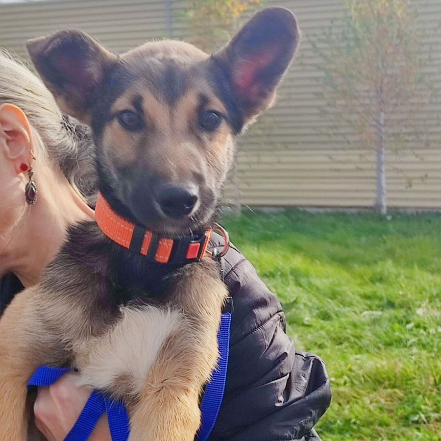 Щенок Изюмчик