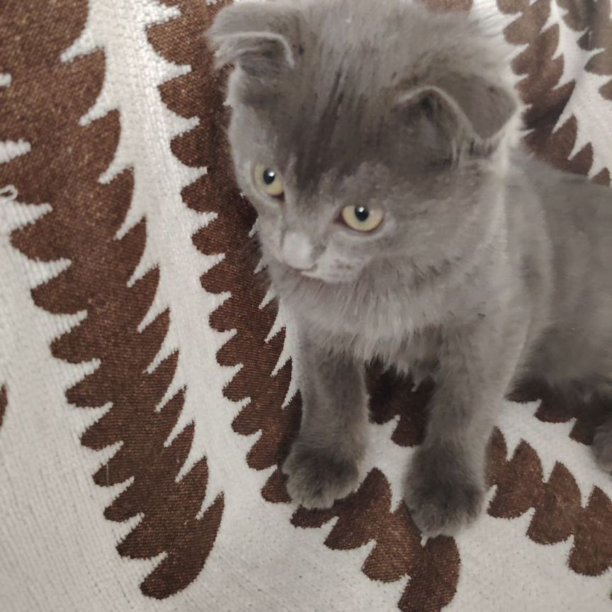 Шотландский вислоухий короткошёрстный котёнок