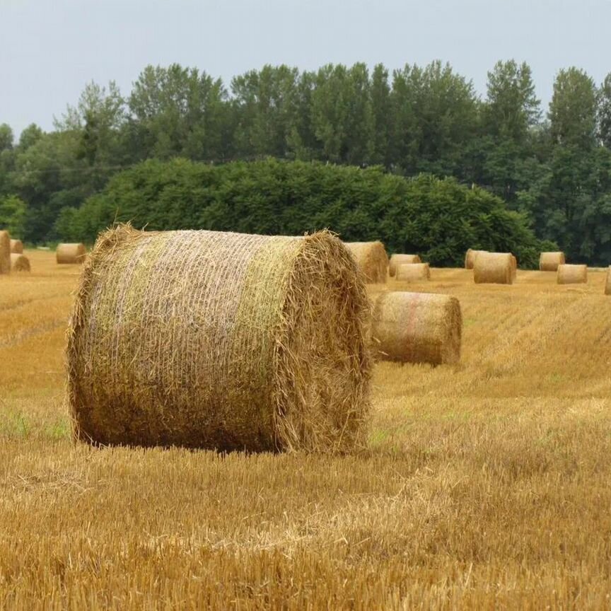 Сено солома ячмень просо кукуруза овес