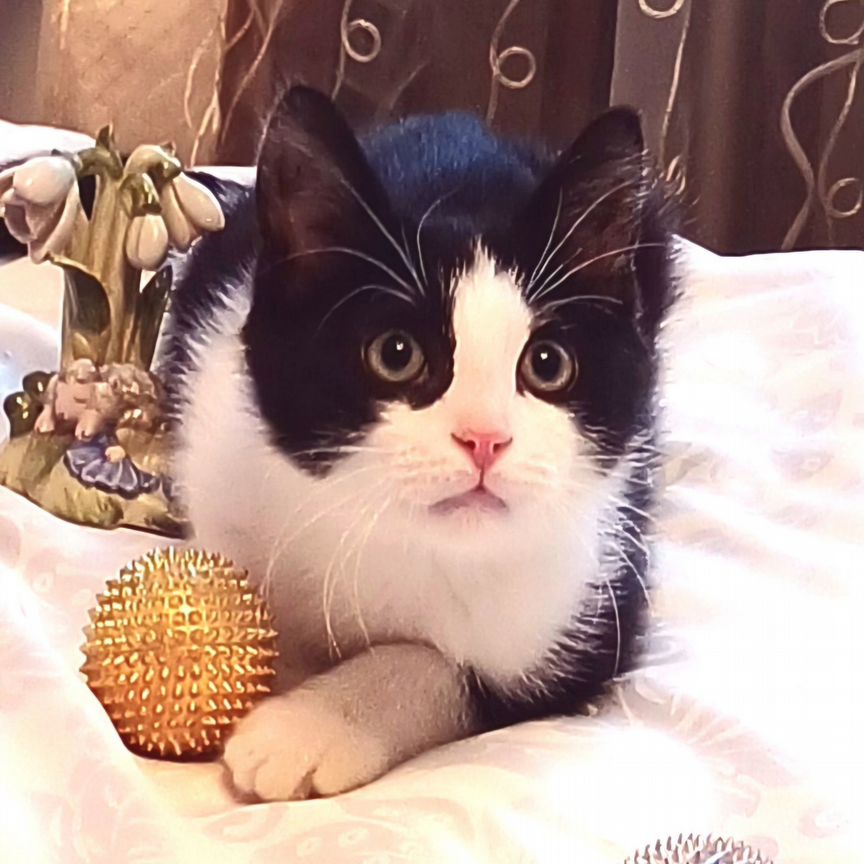 Ласковый котенок, мальчик Люсьен
