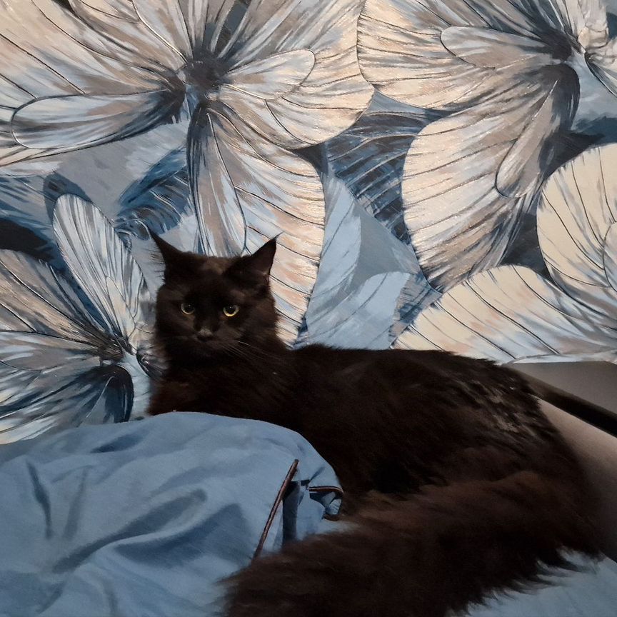 Котята мейнкуна