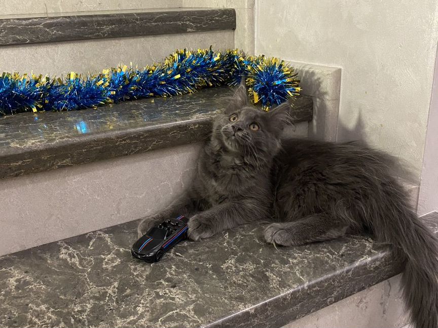 Котята мейн-кун