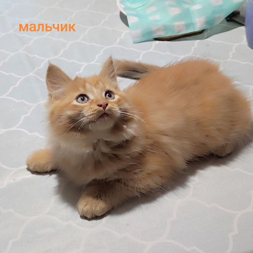 Котята в добрые руки бесплатно