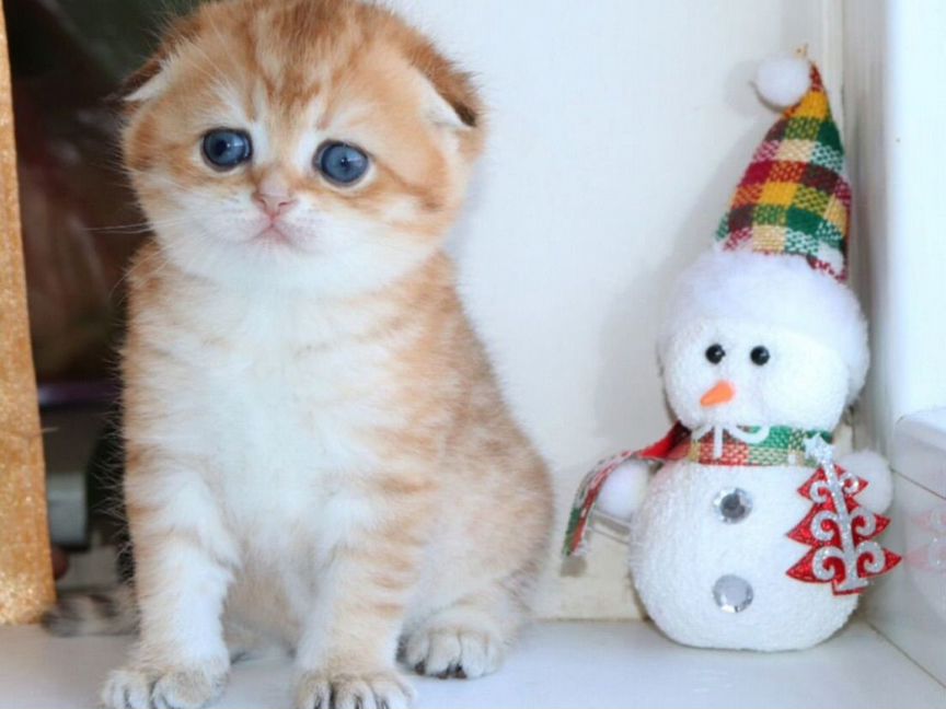 Шотландские золотые шиншиллы малыши