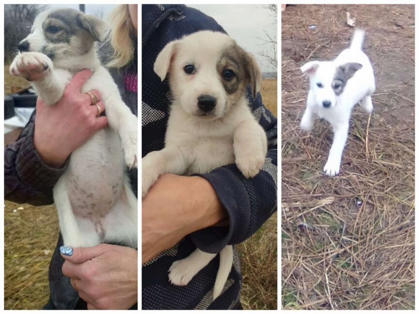 Помогите спасти малышей