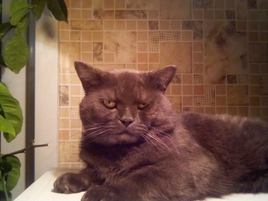 Отдается в хорошие руки кот британец