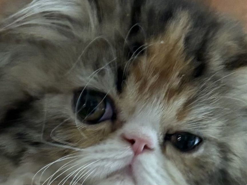 Персидские котята