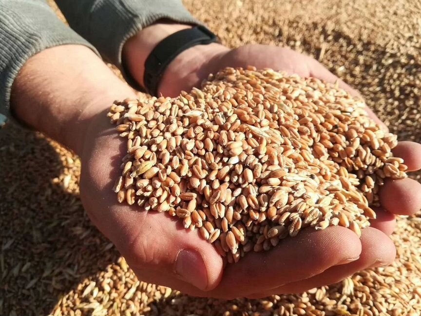 Ячмень озимый