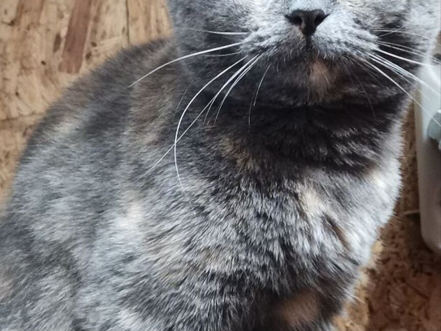 Кошка Люся