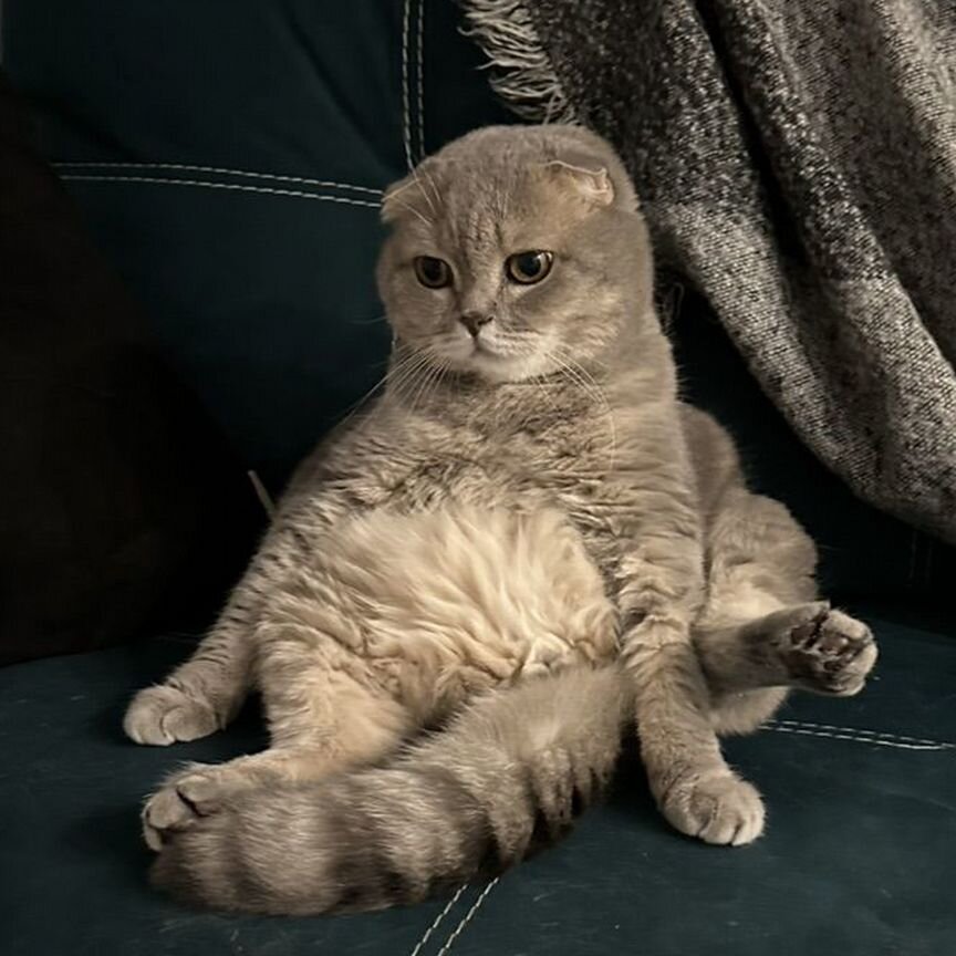 Шотландский вислоухий короткошёрстный кот, взрослый