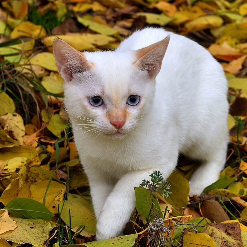 Котёнок Лиска