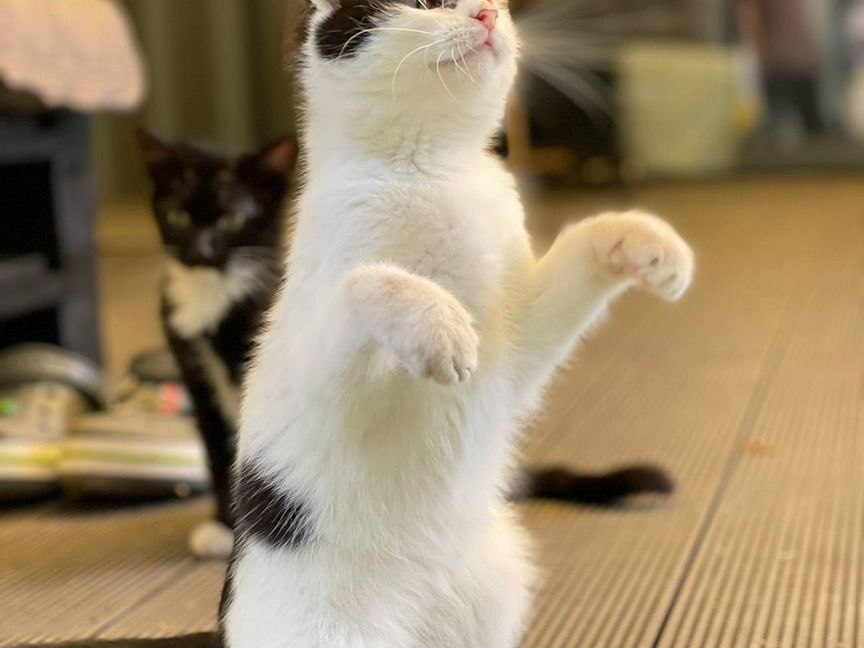 Котята в любящую семью