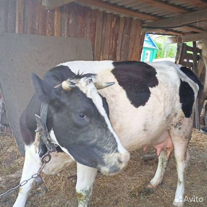 Корова стельная дойная