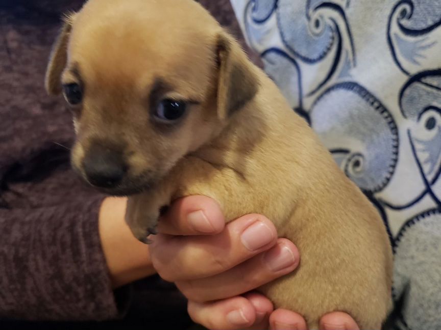 Щенки чихуахуа-мини девочки